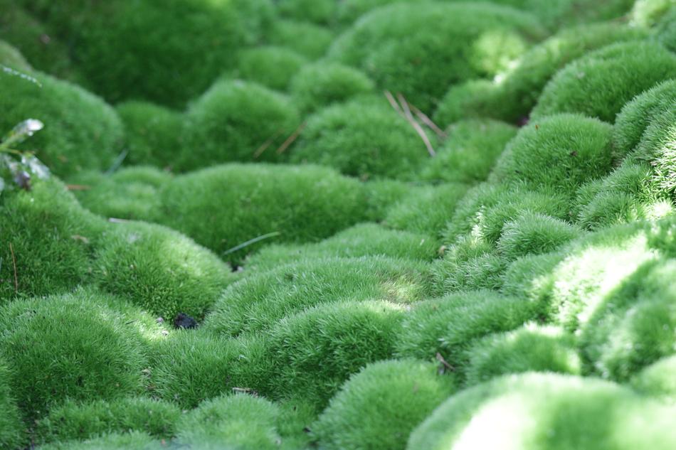 Moss Green Nature free image download