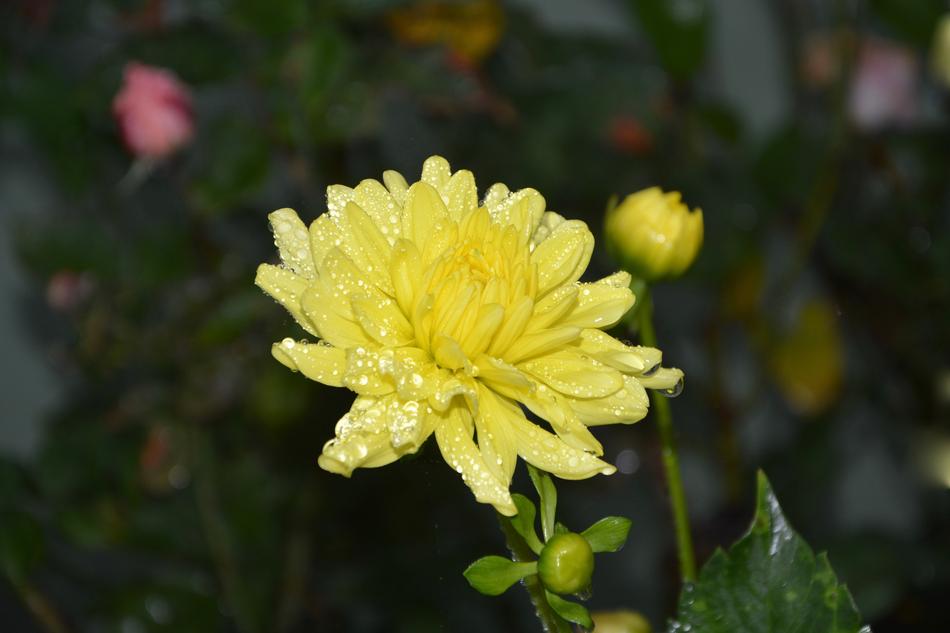 Yellow Flowers Button Flower free image download