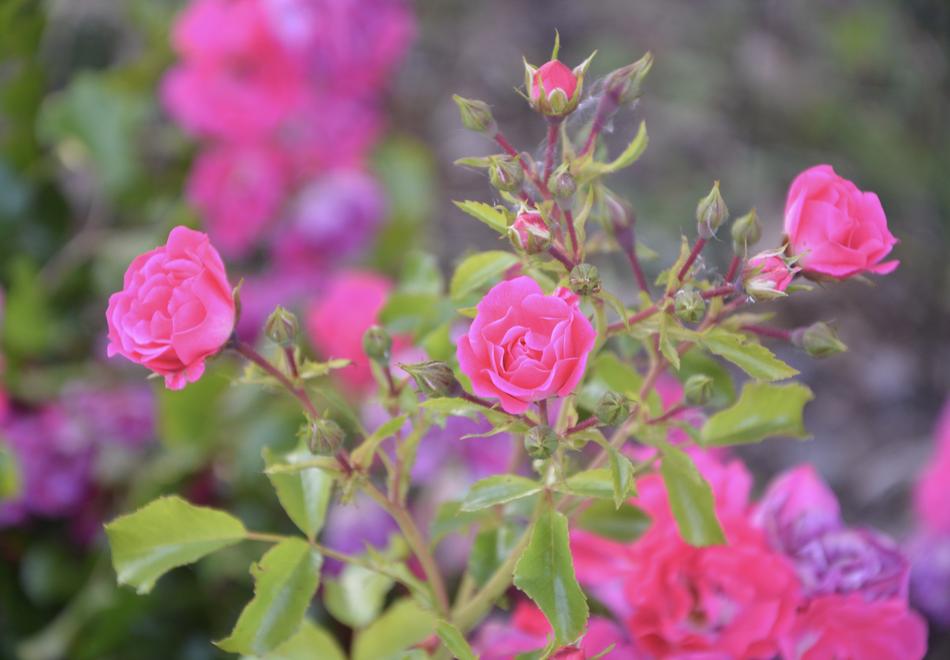 Pink Small Flowers free image download