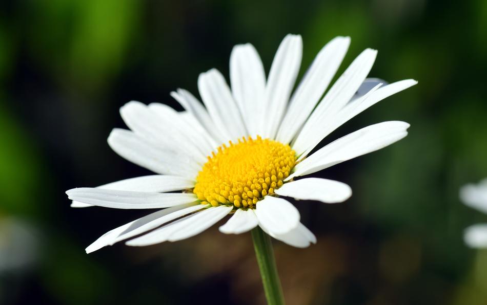 Marguerite Flower Blossom free image download