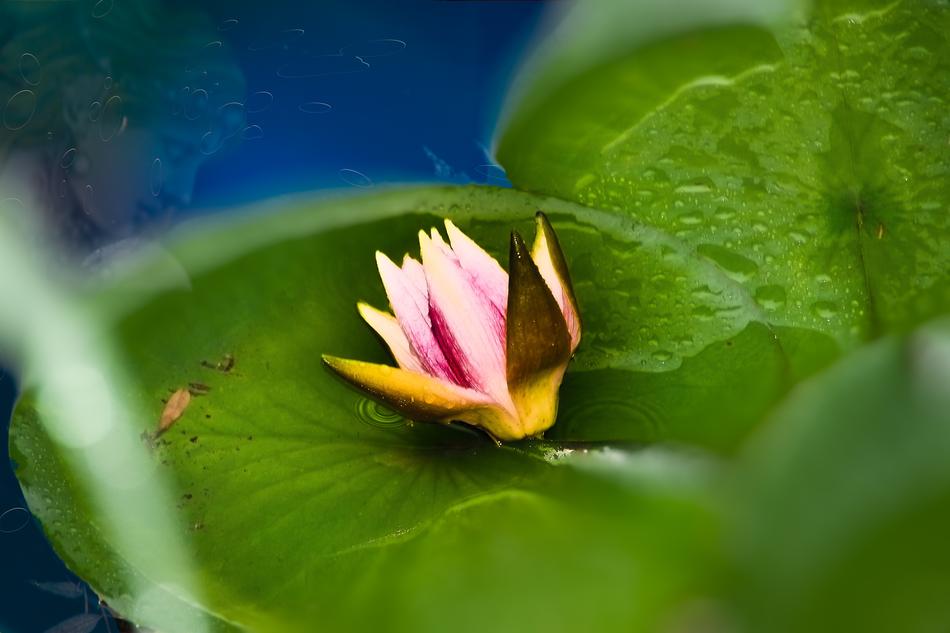 Flower Water Lily Tei Pink free image download