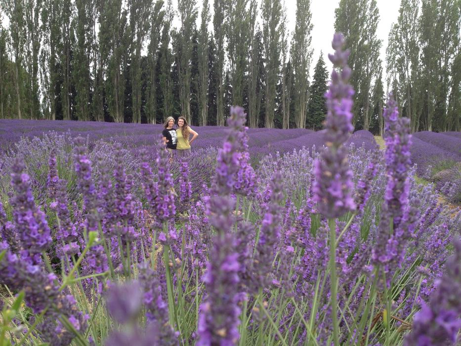 Lavender Friends Flower free image download