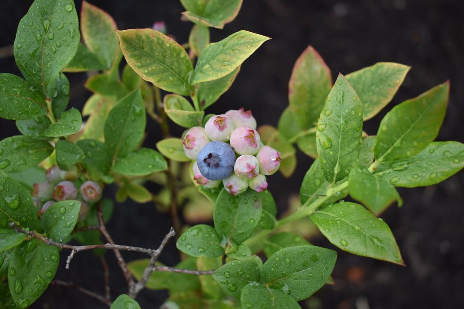Blueberries Plant Blueberry free image download