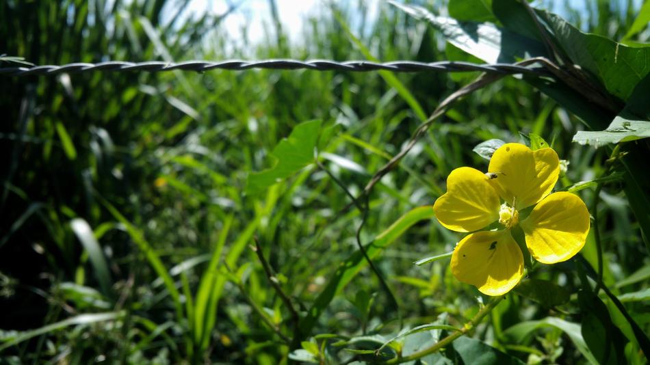 Flower Yellow Barb Wire free image download