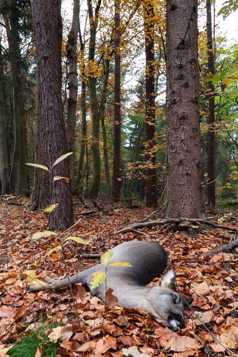 Dead Roe Deer Forest free image download