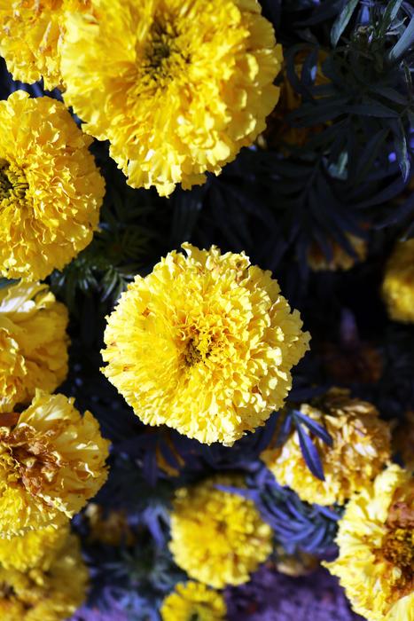 Yellow Flowers Green free image download