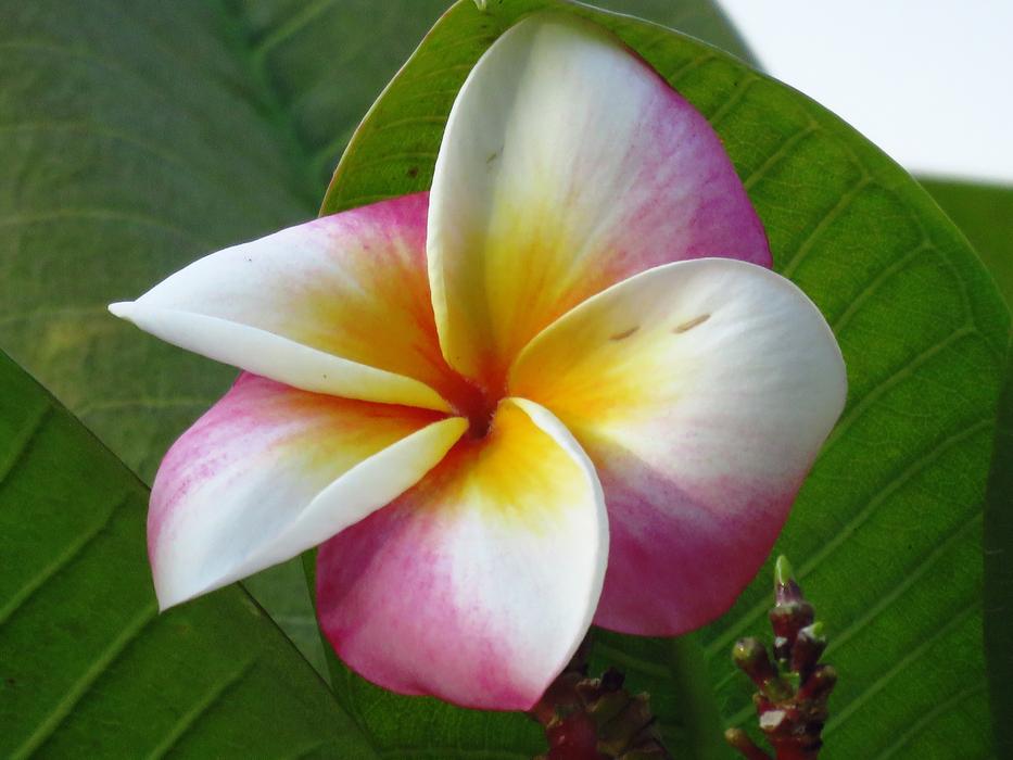 Flower Single Colorful free image download