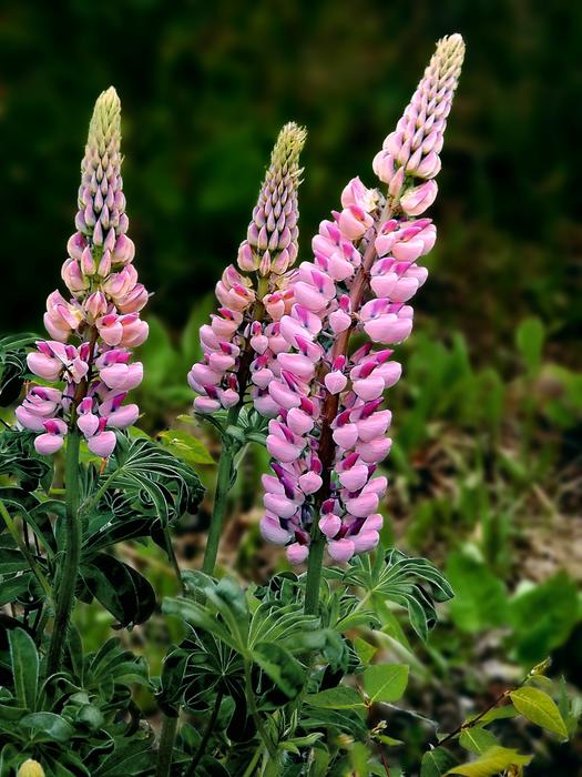 Flowers Spring Lupins free image download