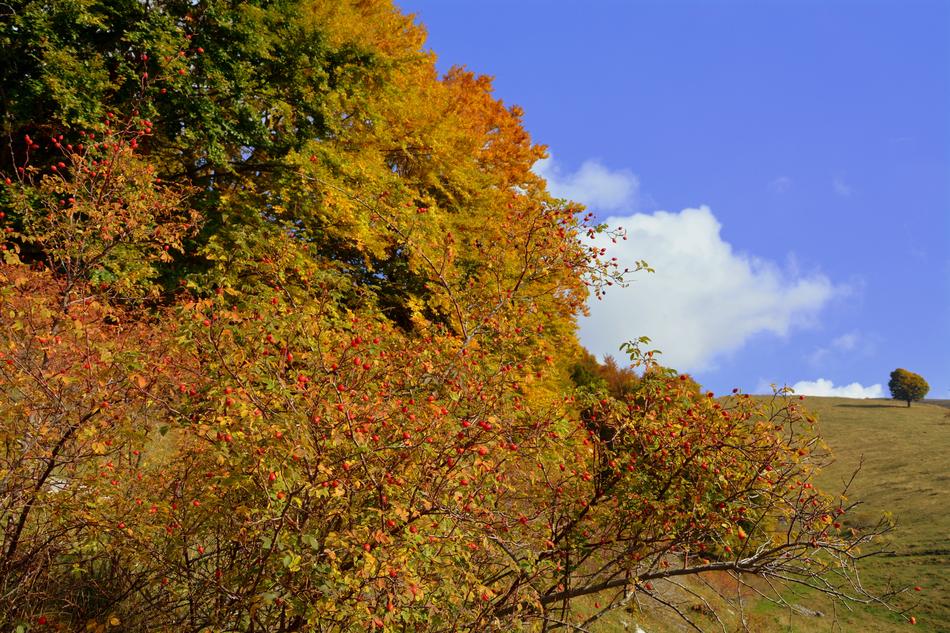 Trees Autumn Mountain The European free image download