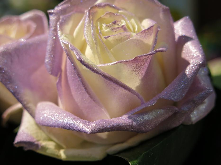 Rose White Lilac free image download