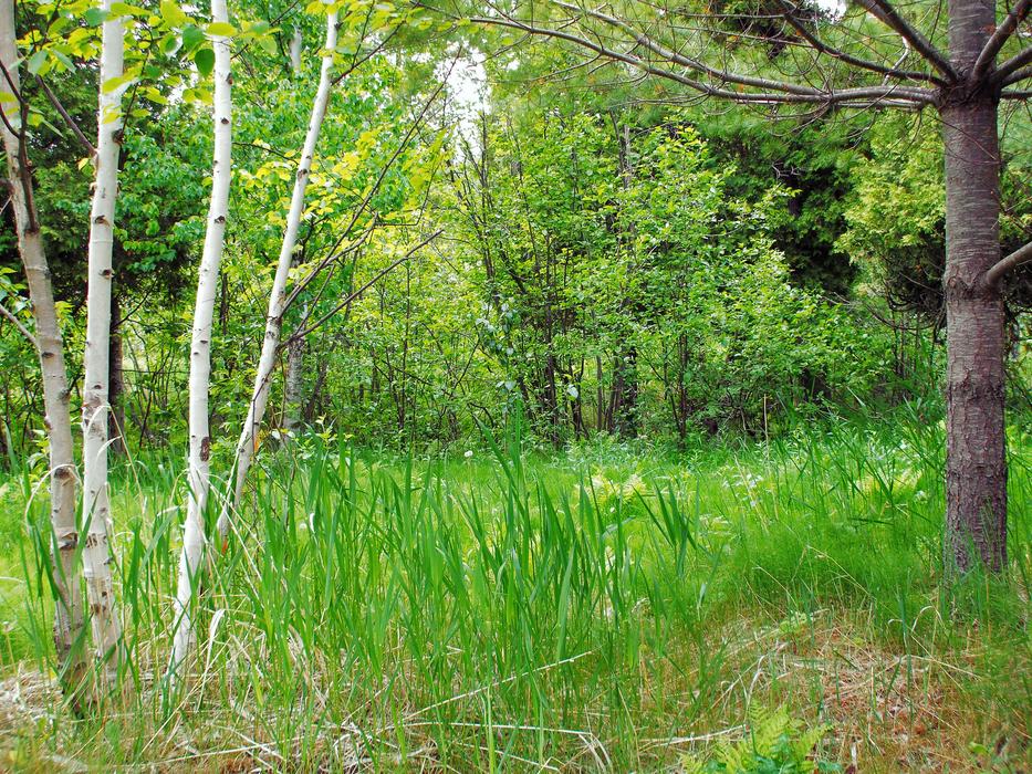 Forest Grass Landscape free image download