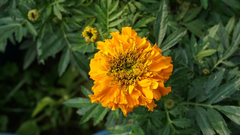 Flower Phool Plant free image download