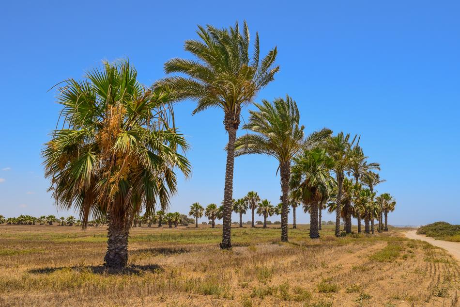 Palm Trees Landscape Summer free image download