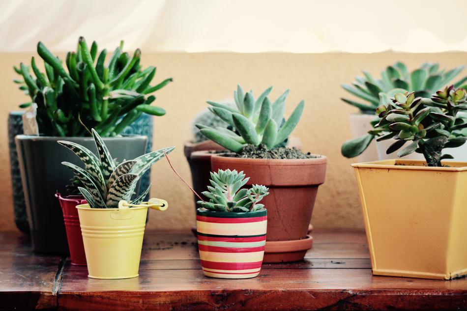 Fat Plants Terrace Garden free image download