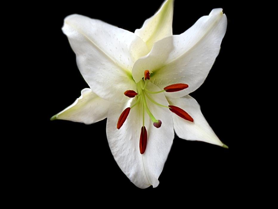 Lily Spring Flower free image download