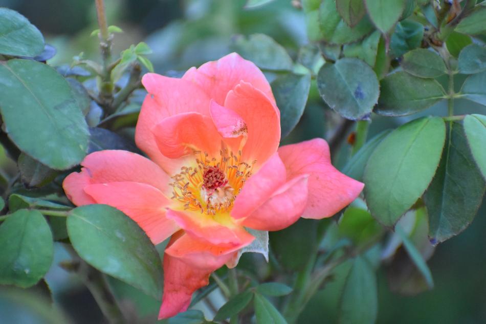 Flower Anthers free image download