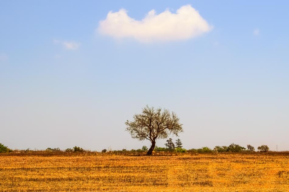 Tree Meadow Landscape free image download