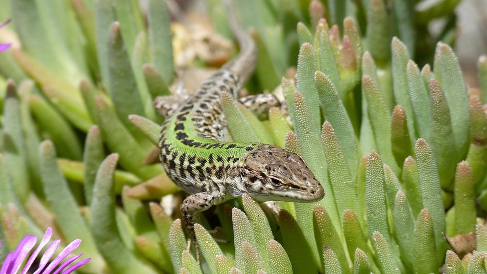 Nature Lizard Animal free image download