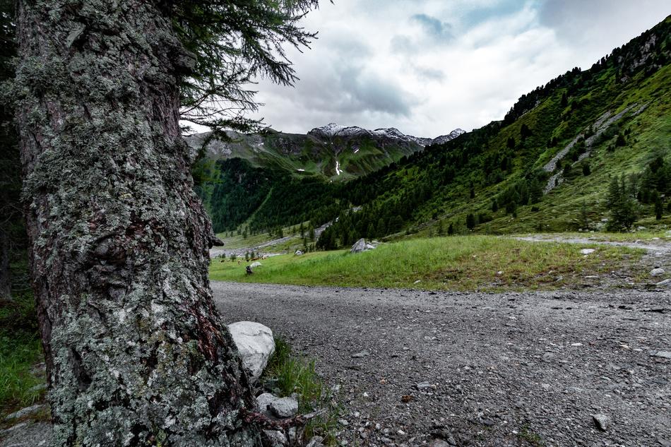 Nature Zirm Tree free image download