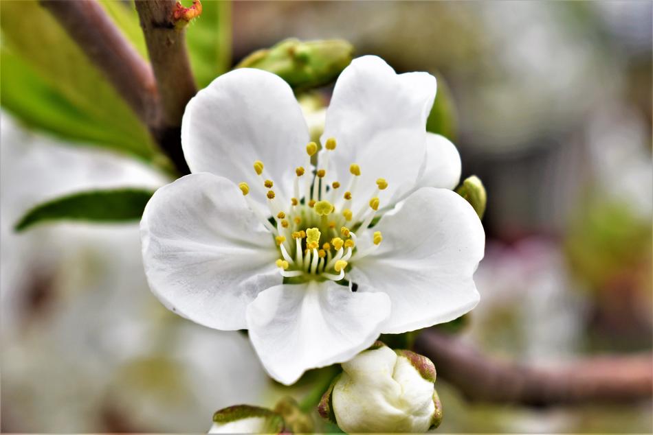 Spring Blossom Season free image download