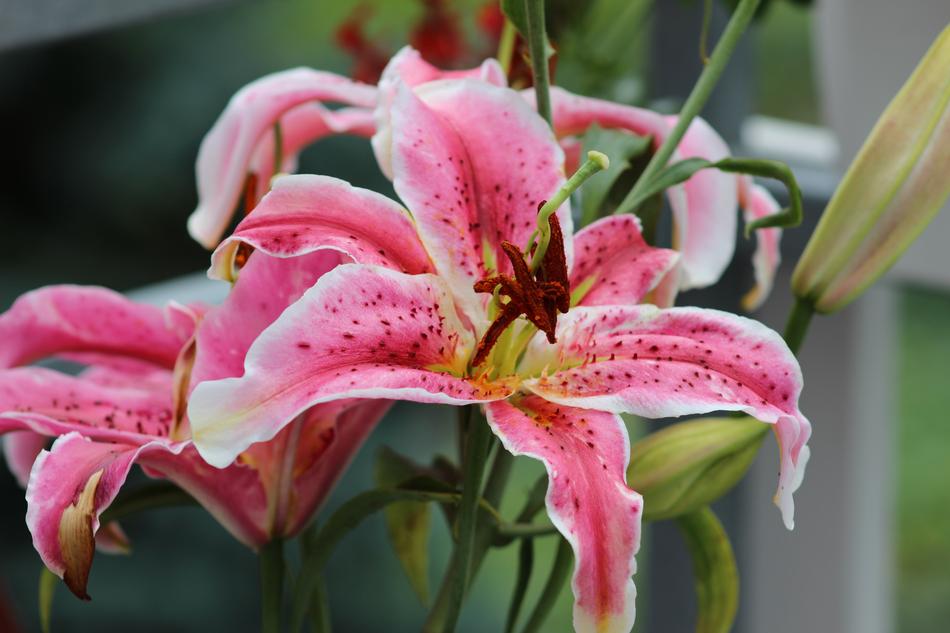 Lily Flower Blooming free image download