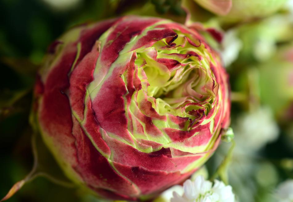 Flower Rose Round free image download