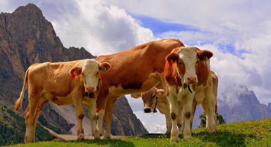 Cows Dolomites Prato free image download