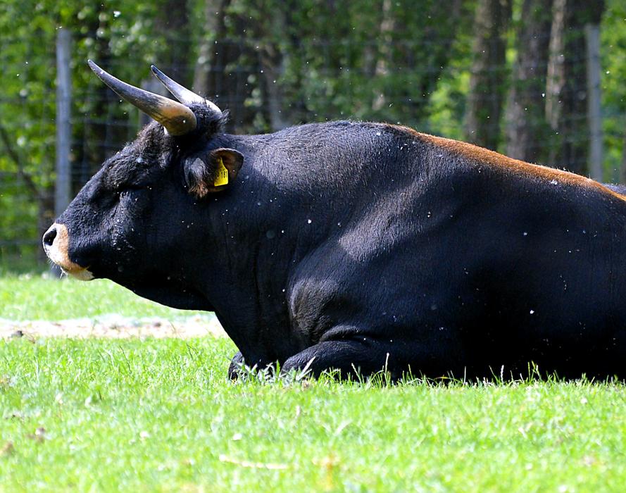 Bull Horns Beef Animal free image download