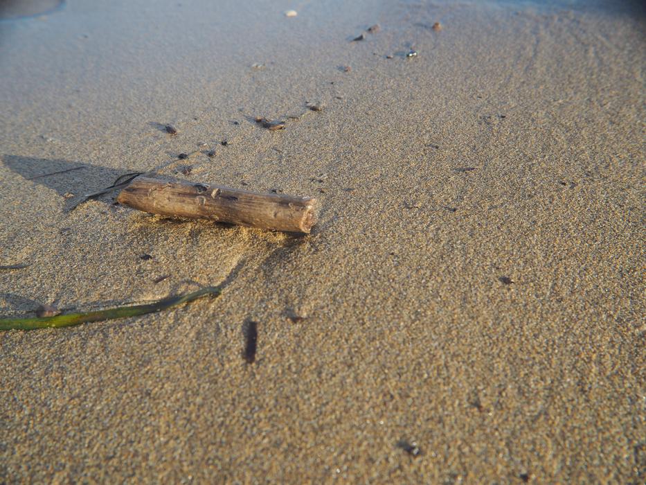 Sand Sea Drift Wood free image download