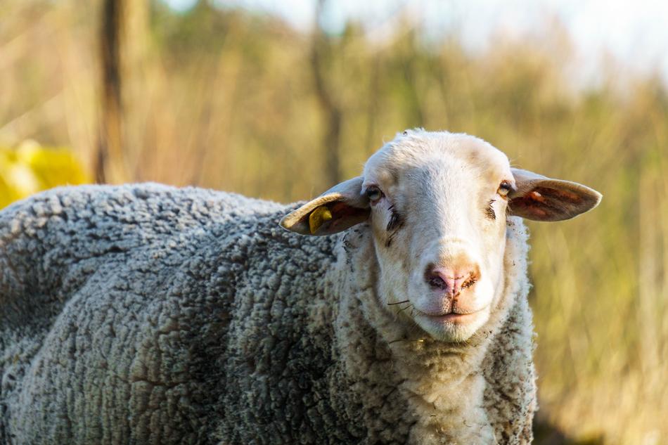 Sheep Sun Animals free image download