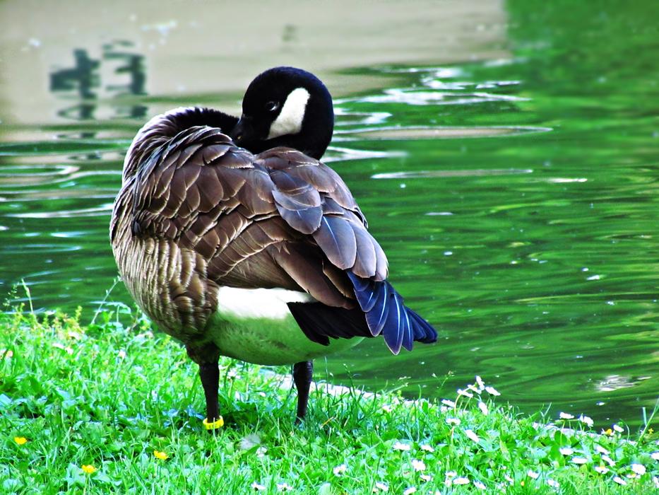 Wild Duck by Water Pond free image download