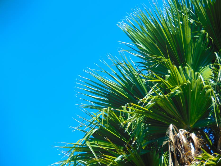 Palma Plant Palm Tree free image download