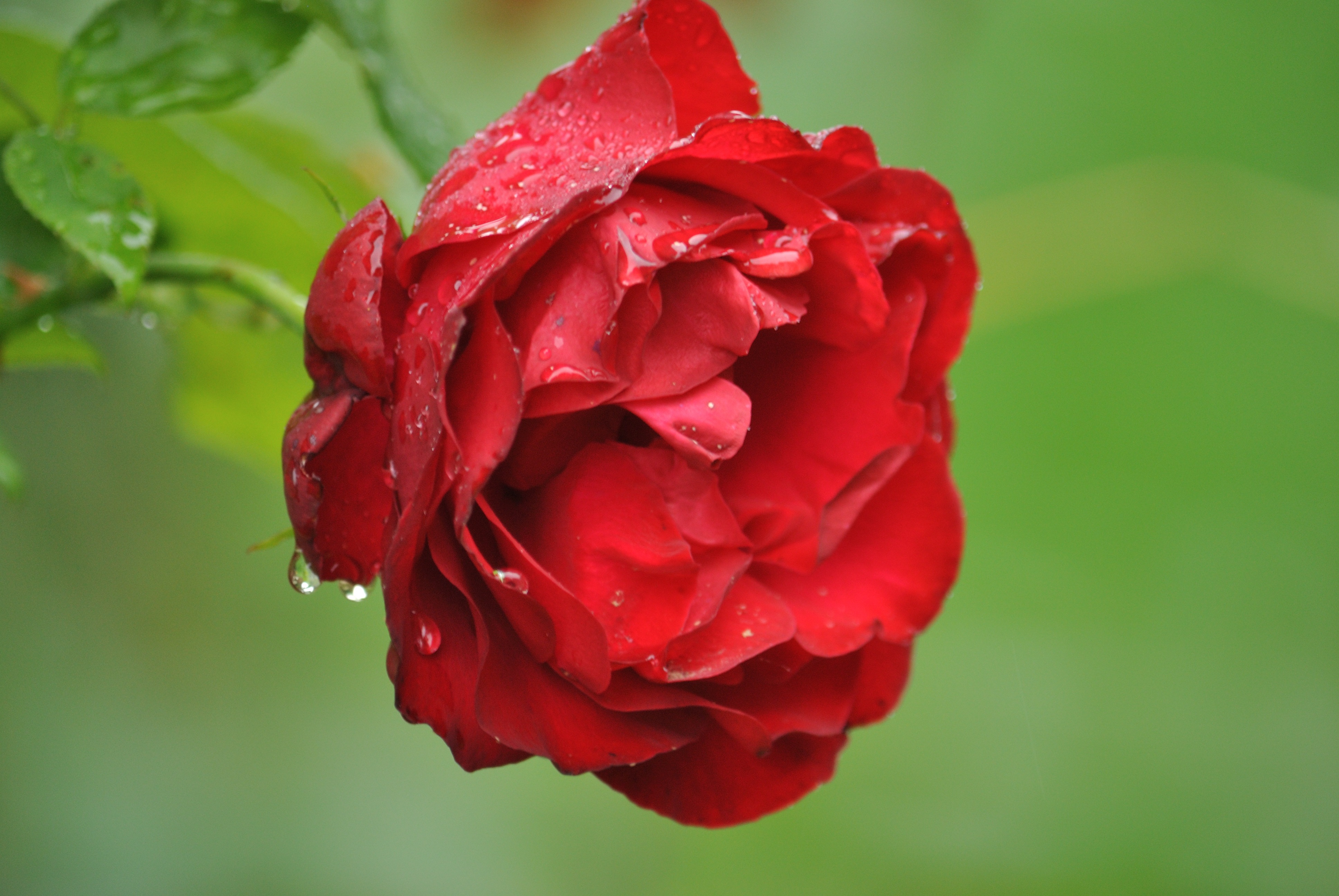 Rose Red free image download