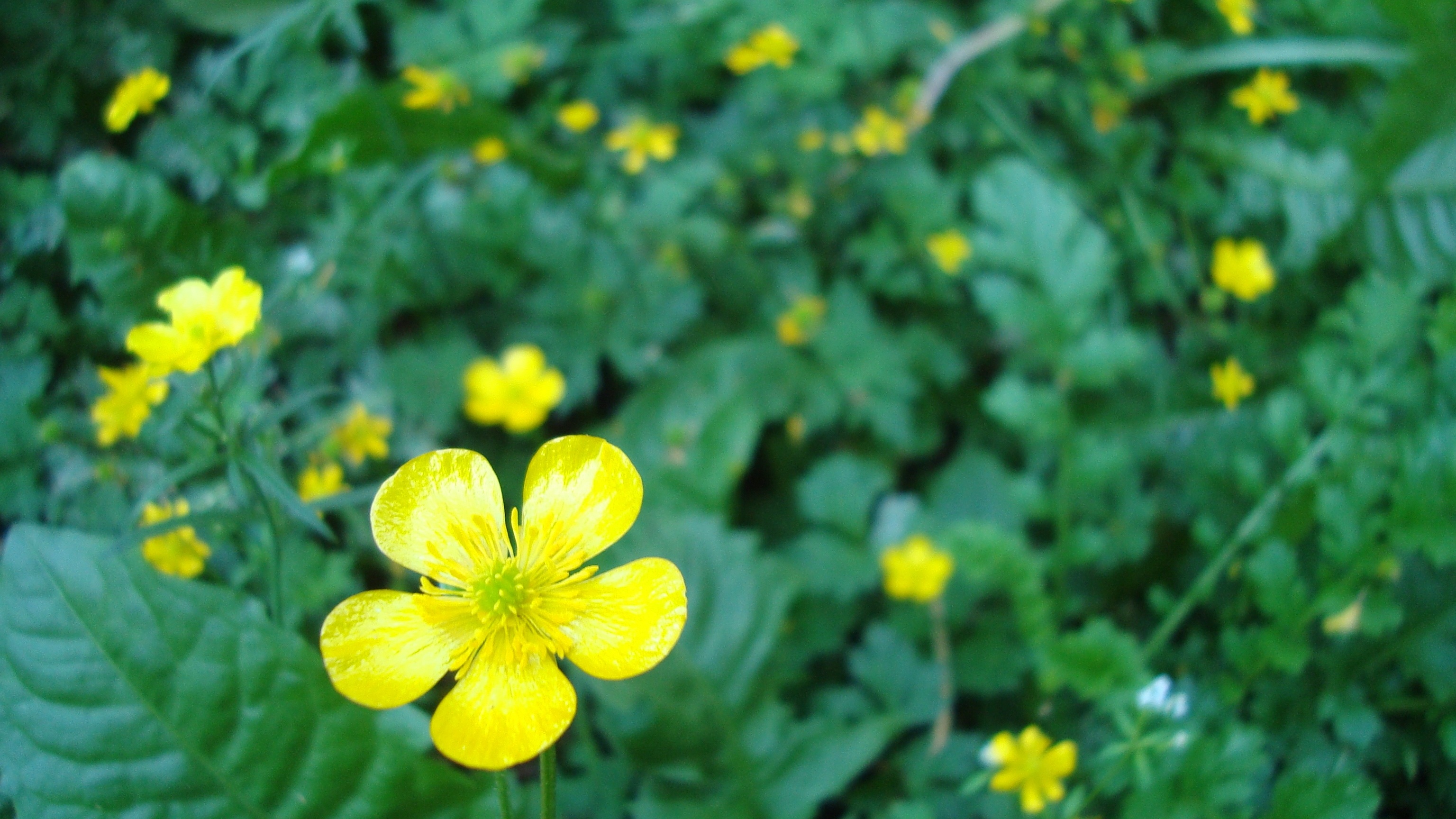 Buttercup Yellow Flower free image download