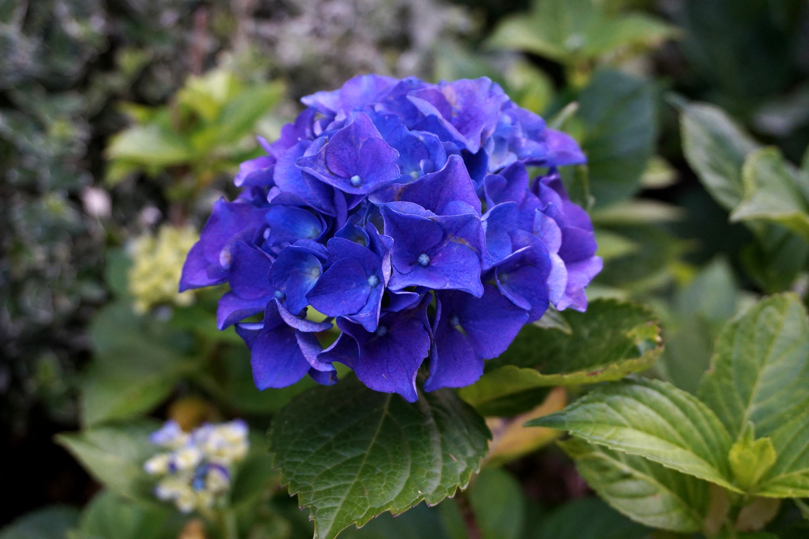 Hydrangea Blossom Bloom free image download
