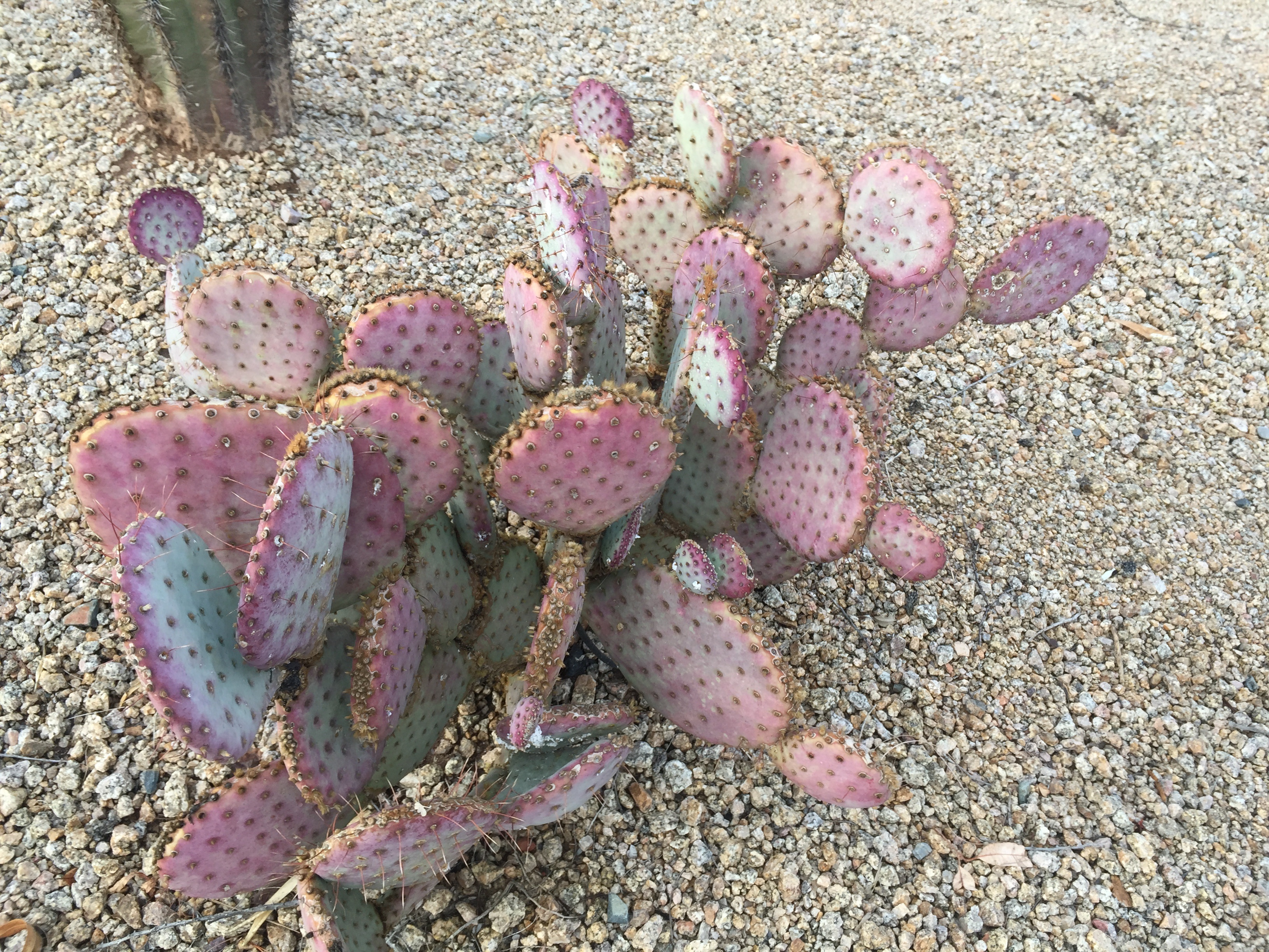 Cacti Cactus Pink free image download