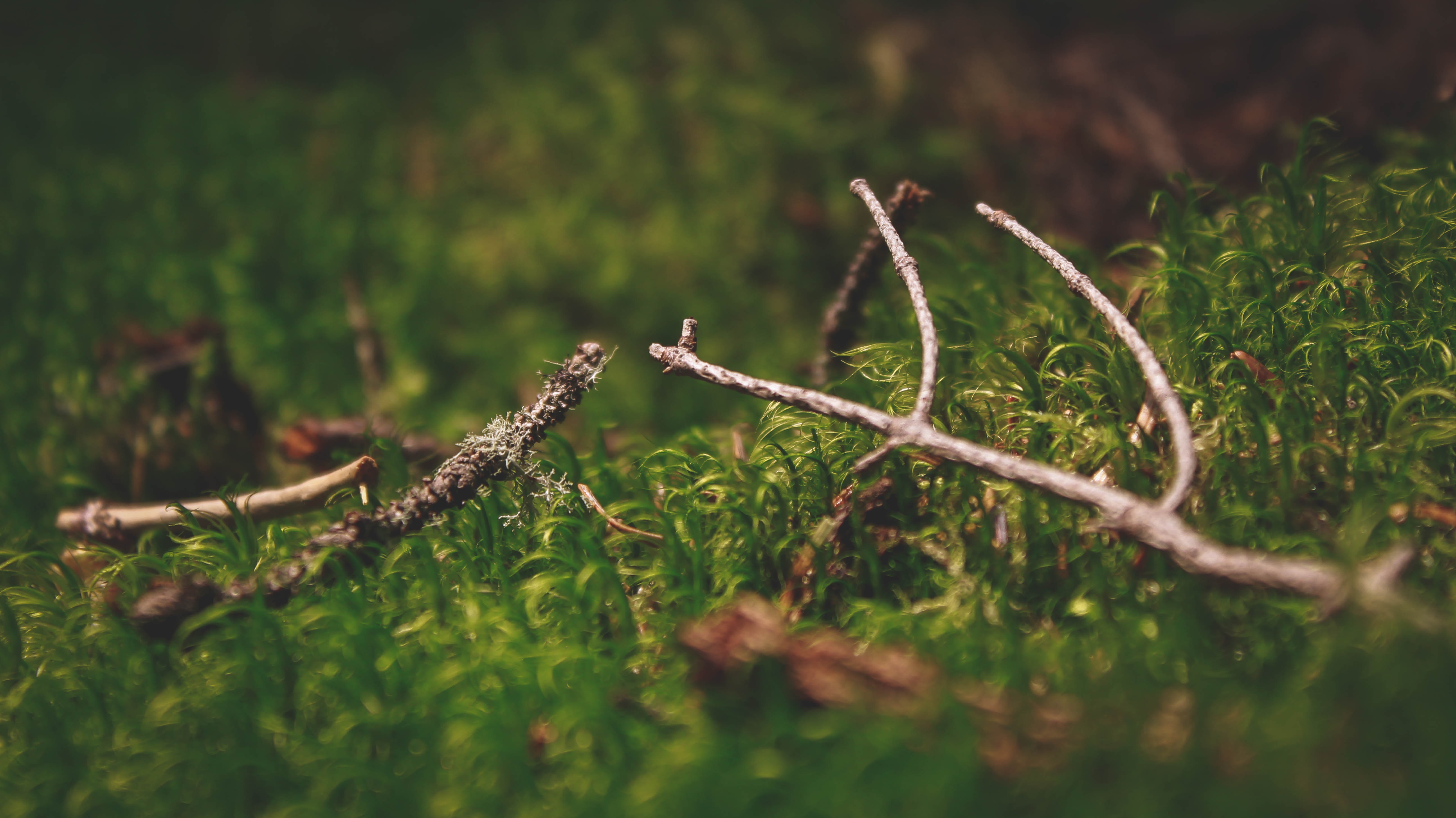 Nature Russia Forest free image download