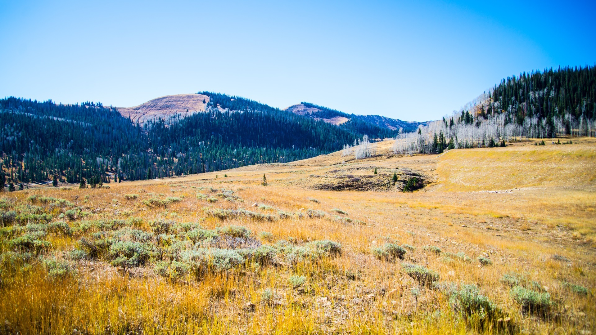Grass Highland Outdoor free image download