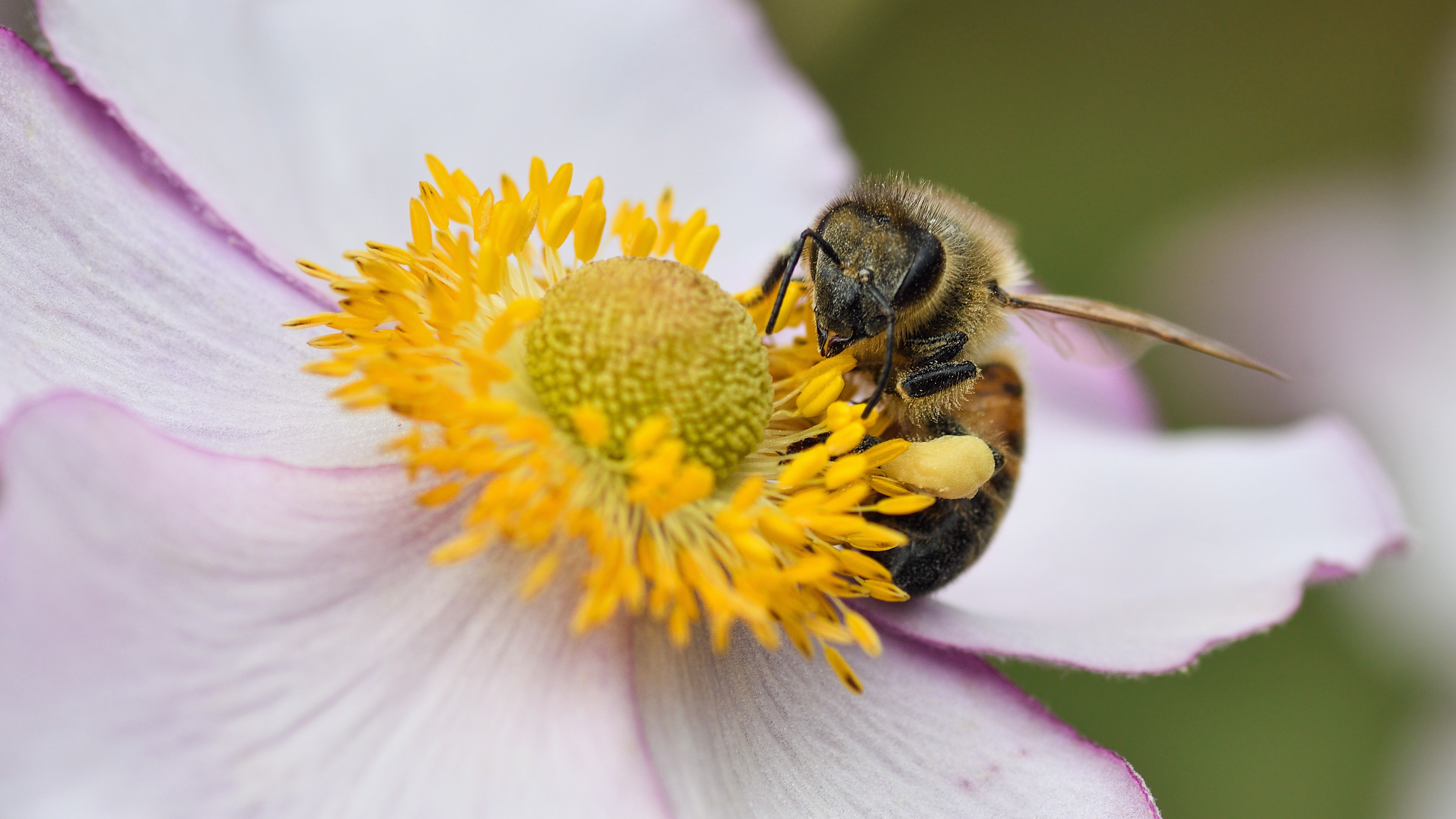 Bee Flower Forage free image download
