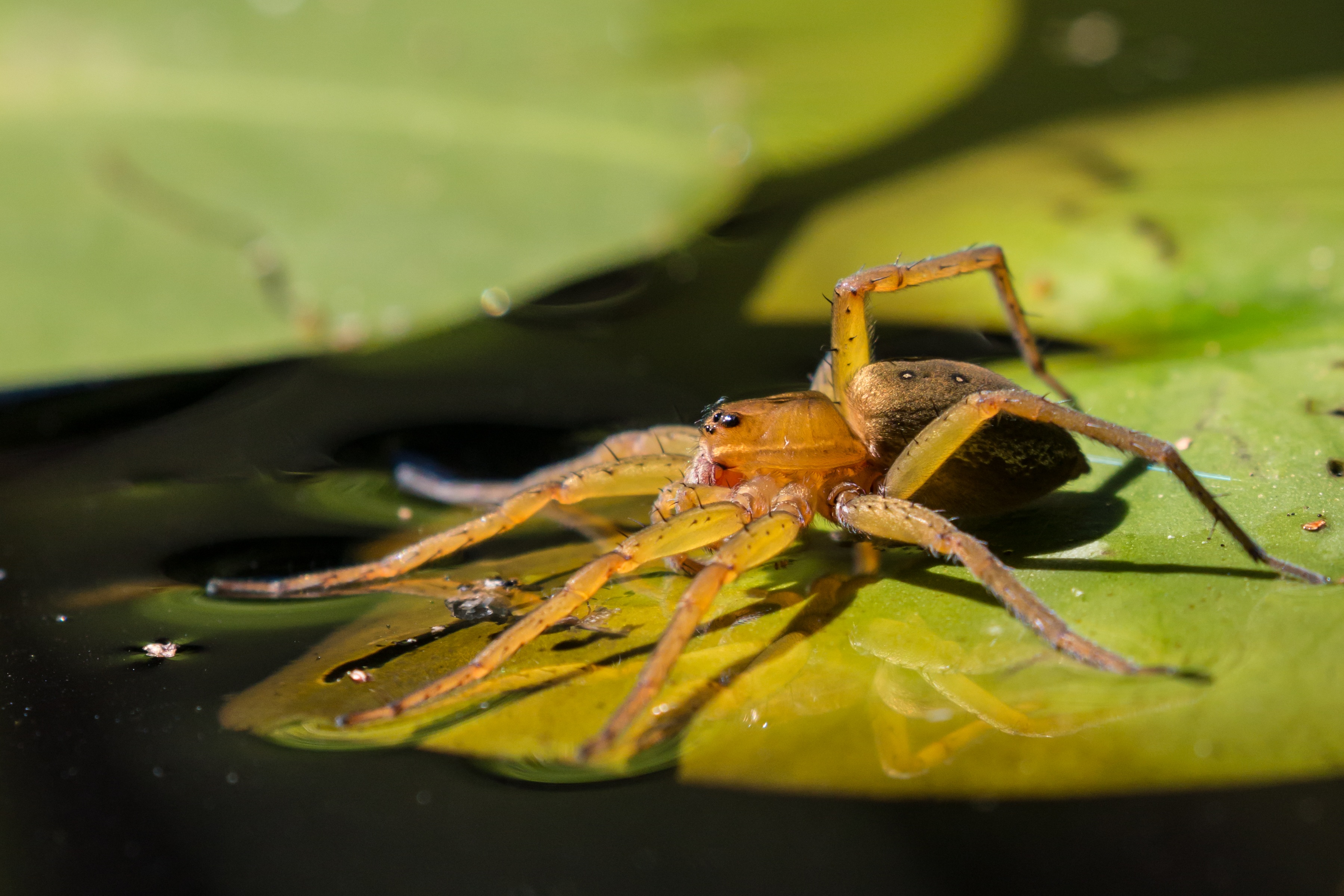 Spider Fishing Water free image download