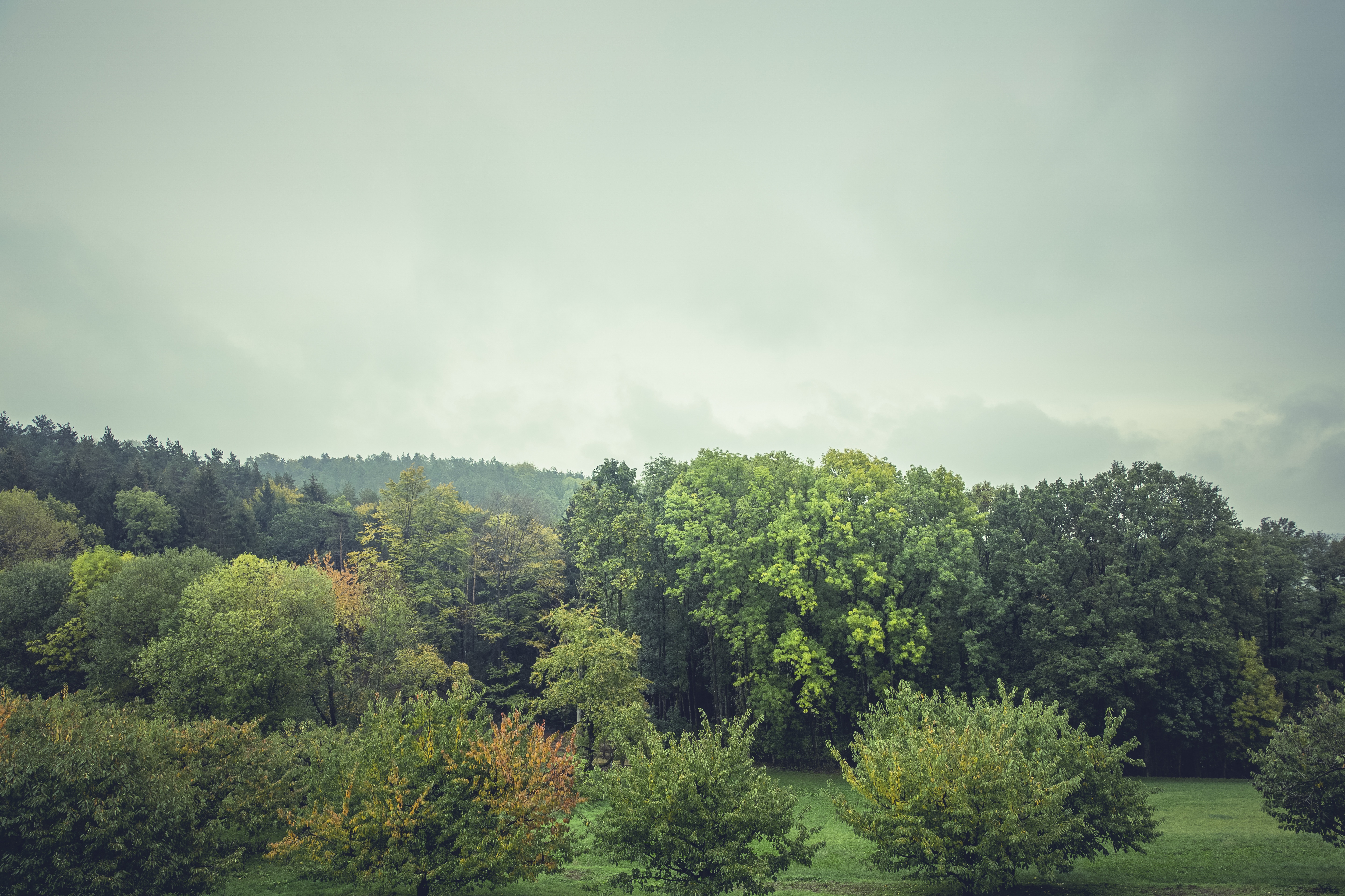 Nature Landscape Forests free image download