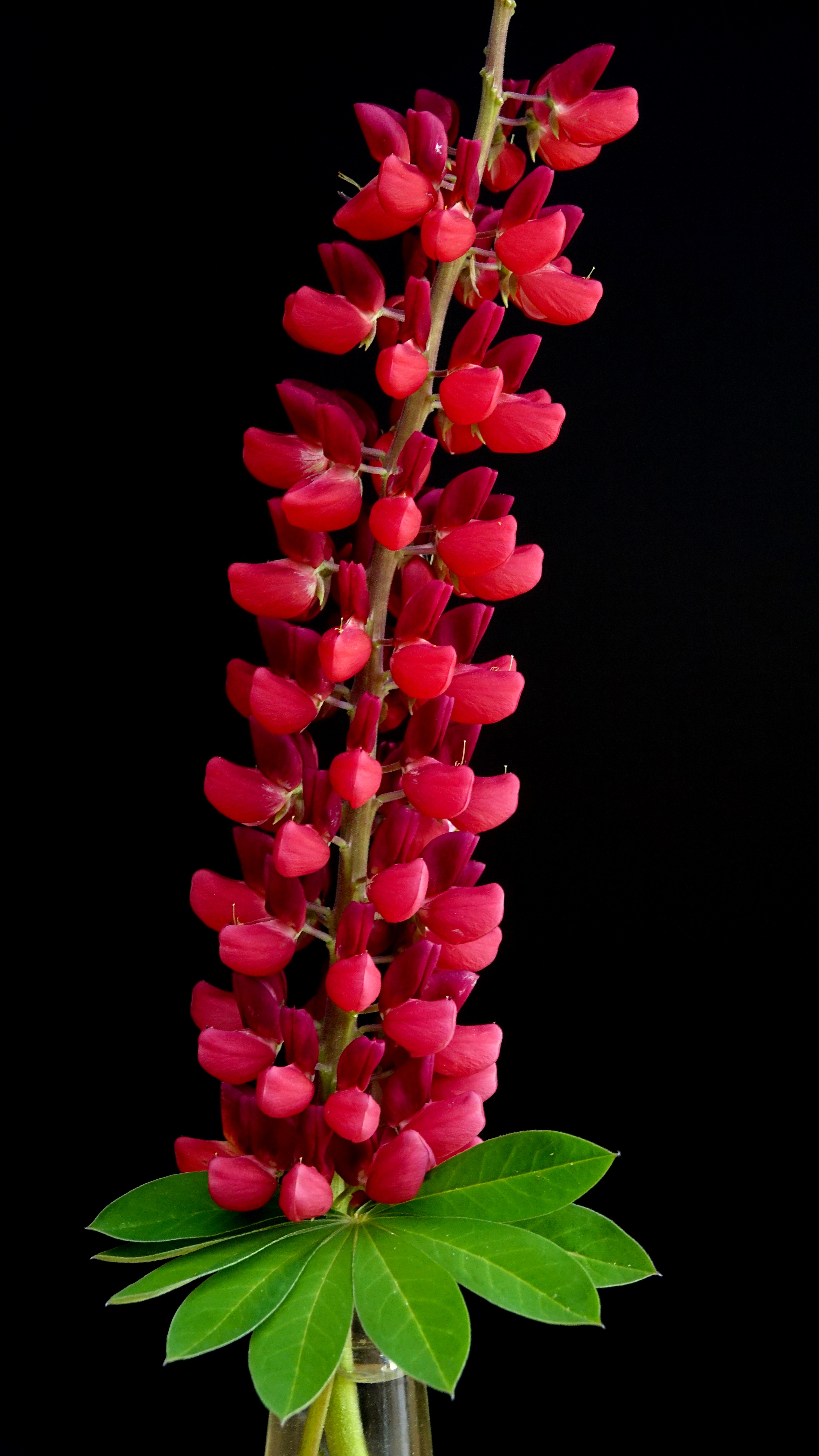Lupin Fuchsia Black free image download