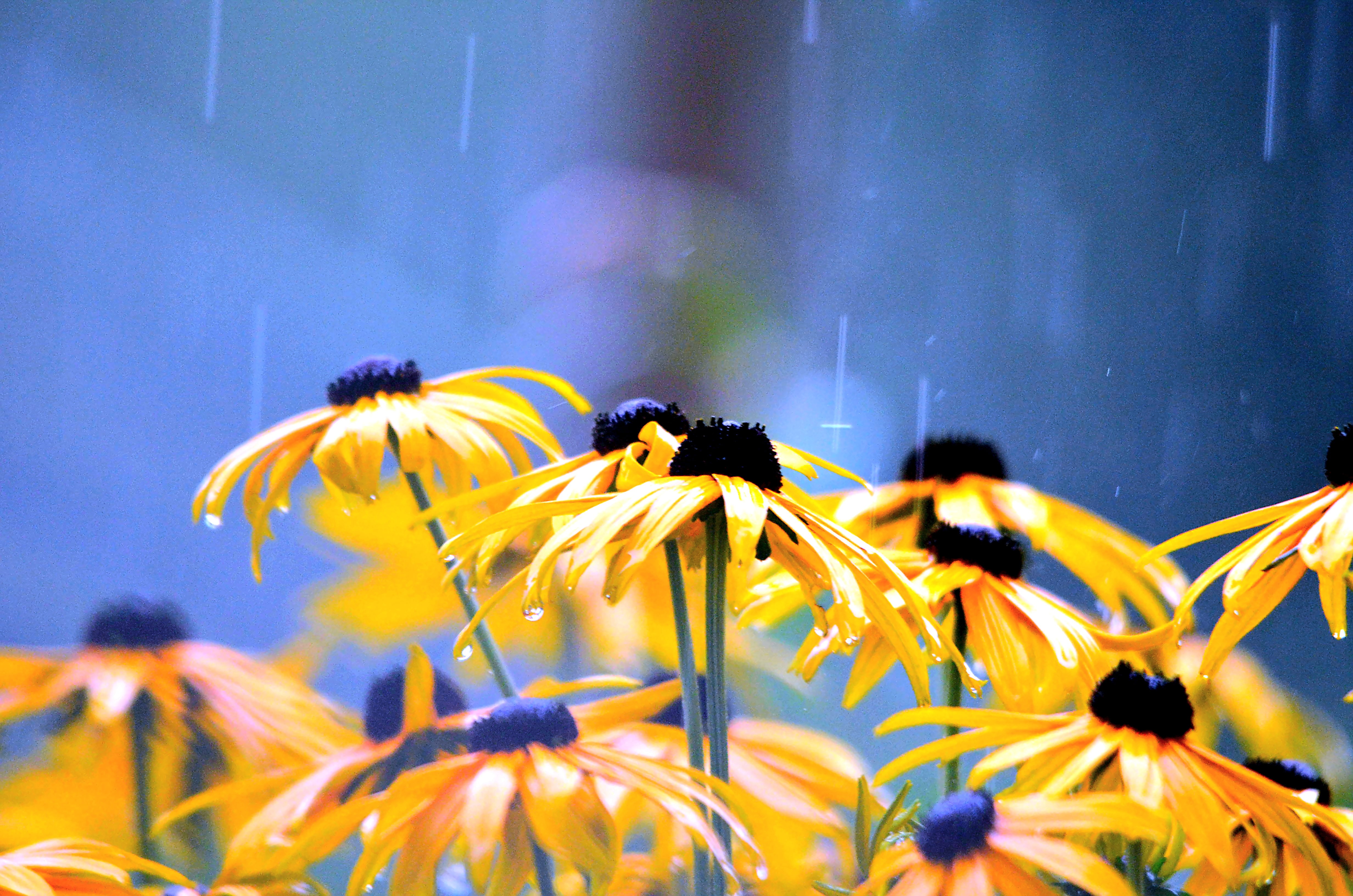 Flowers Rainy Weather Flower free image download