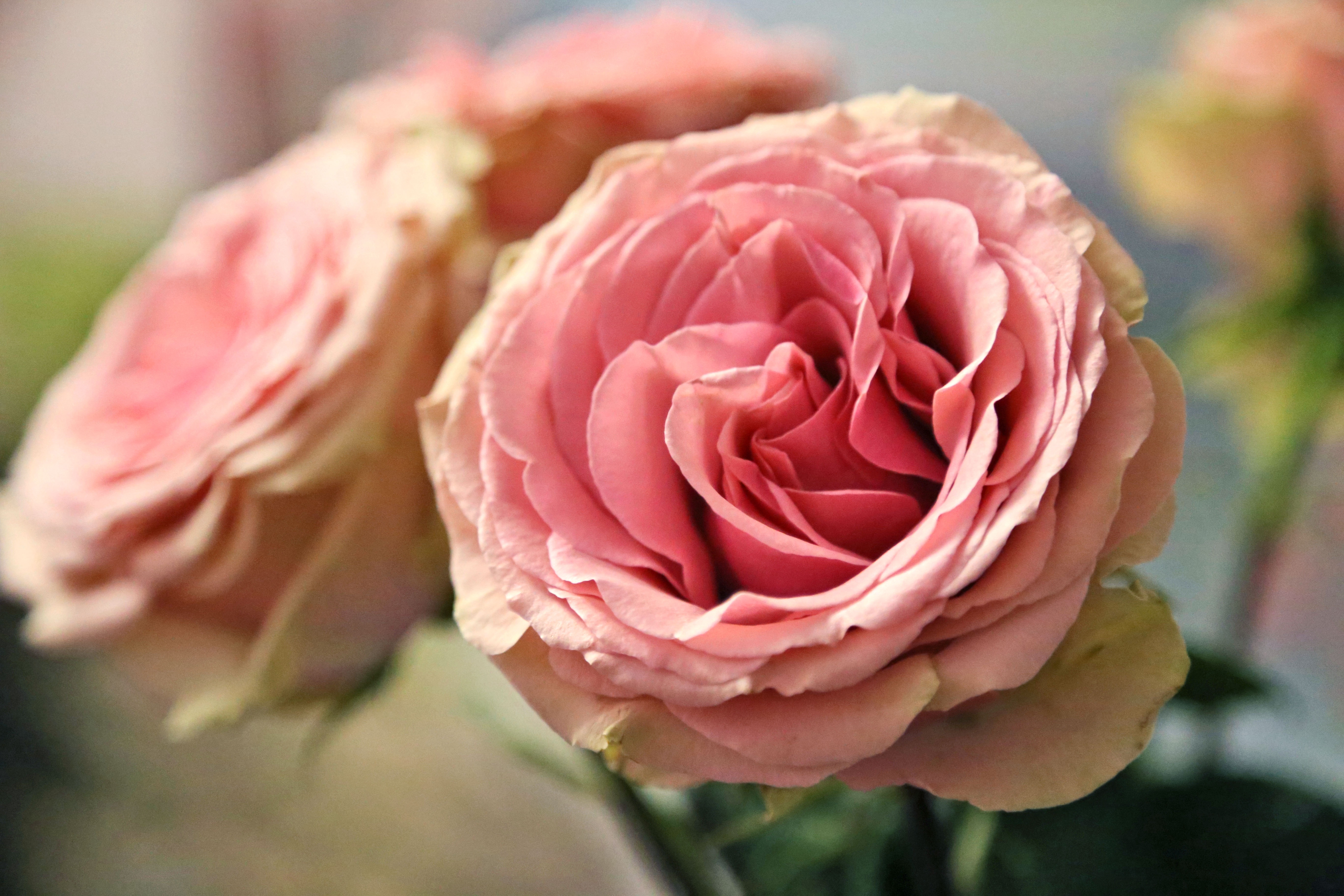 Roses Flowers Tender Rose free image download