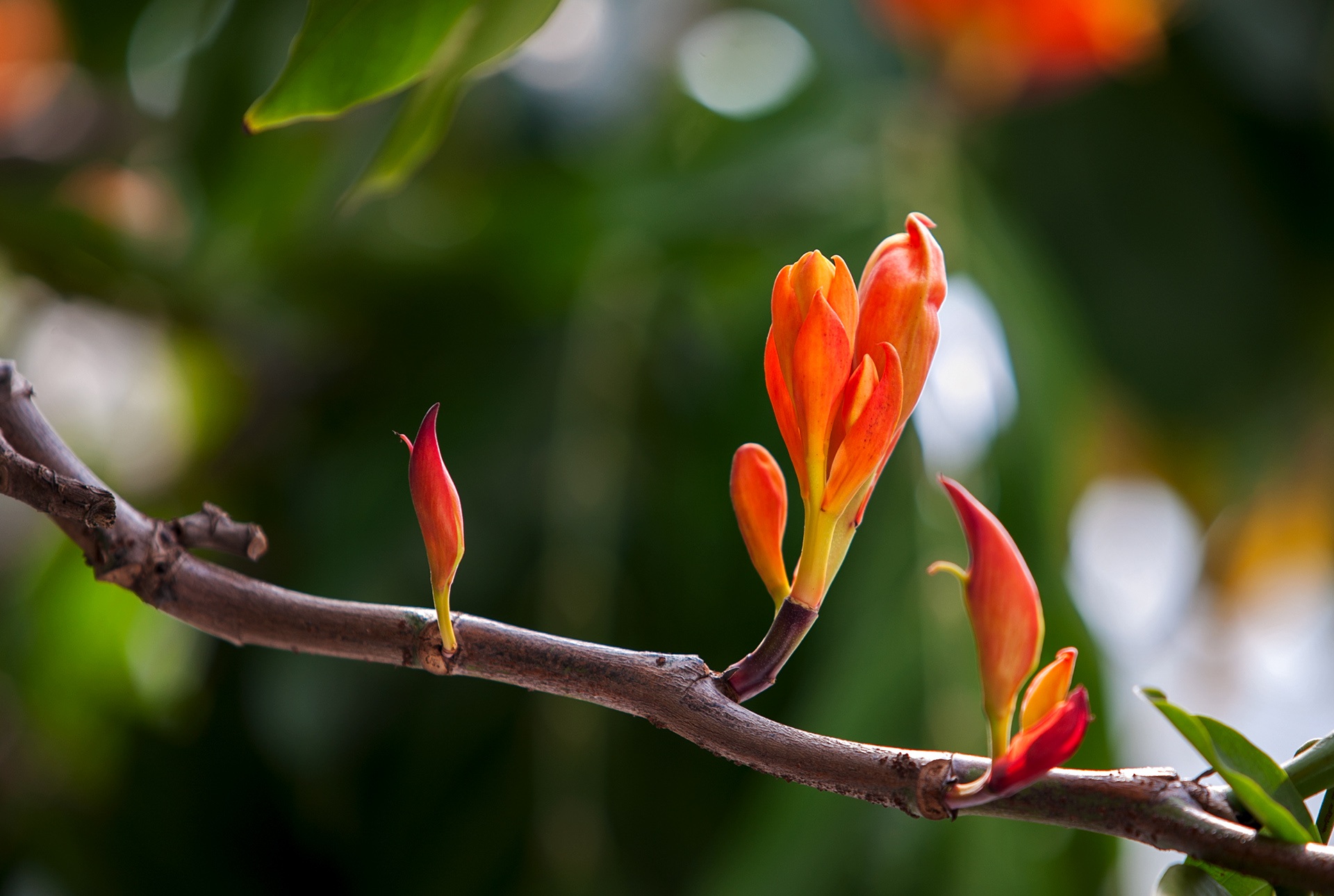 Flowers Plant free image download