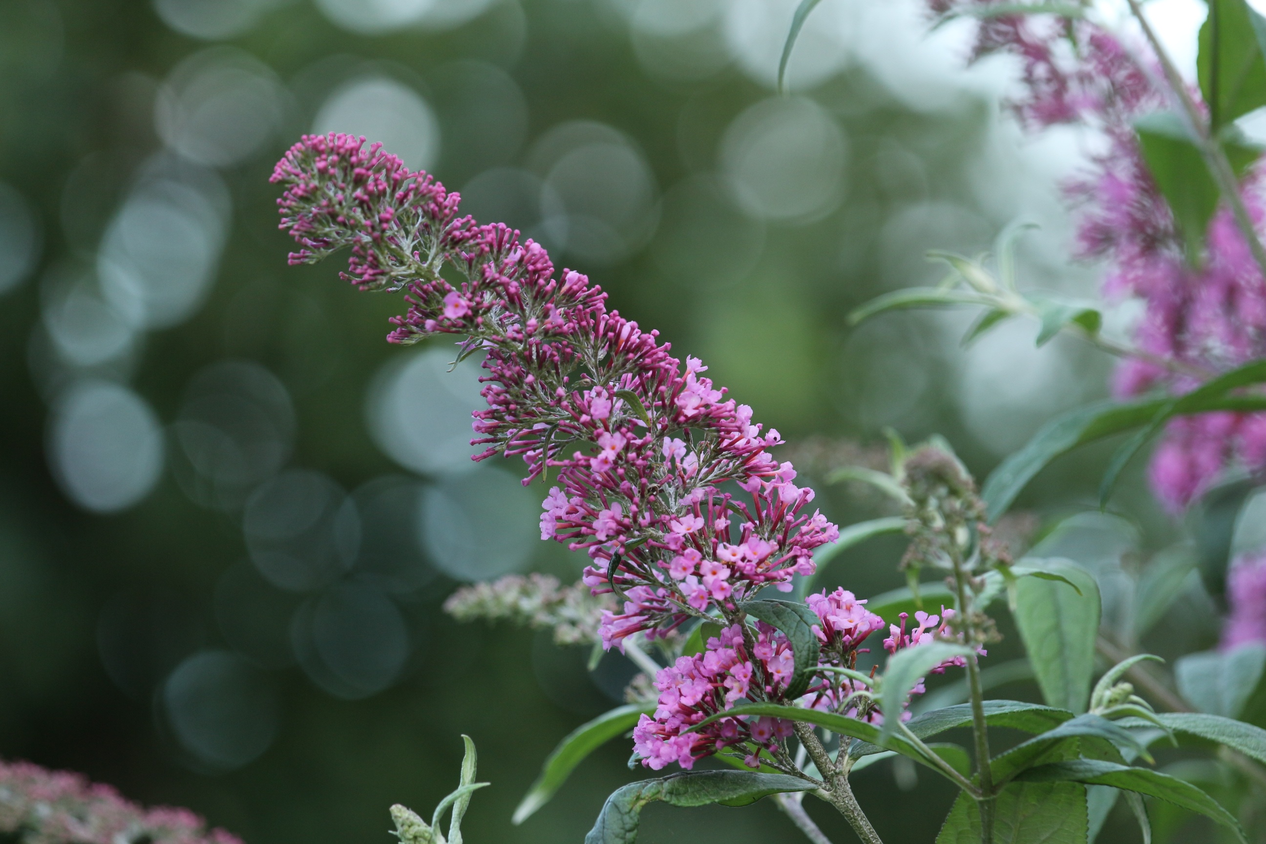 Lilac Purple Plant free image download