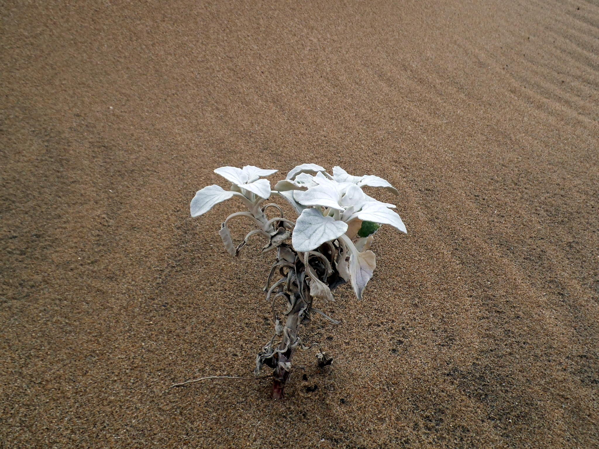 Plant Sand Nature Dune free image download
