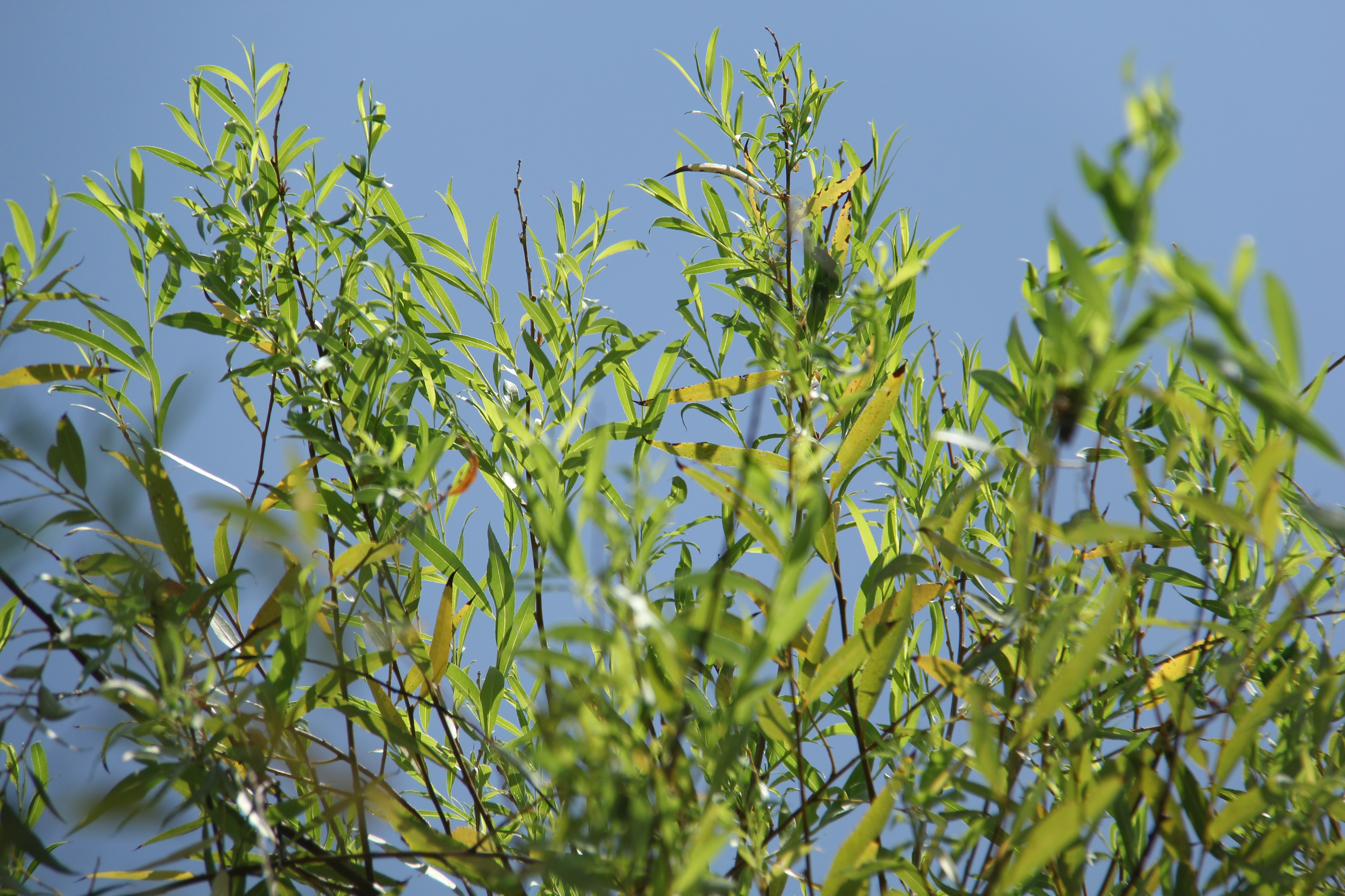 Banboo Plant free image download
