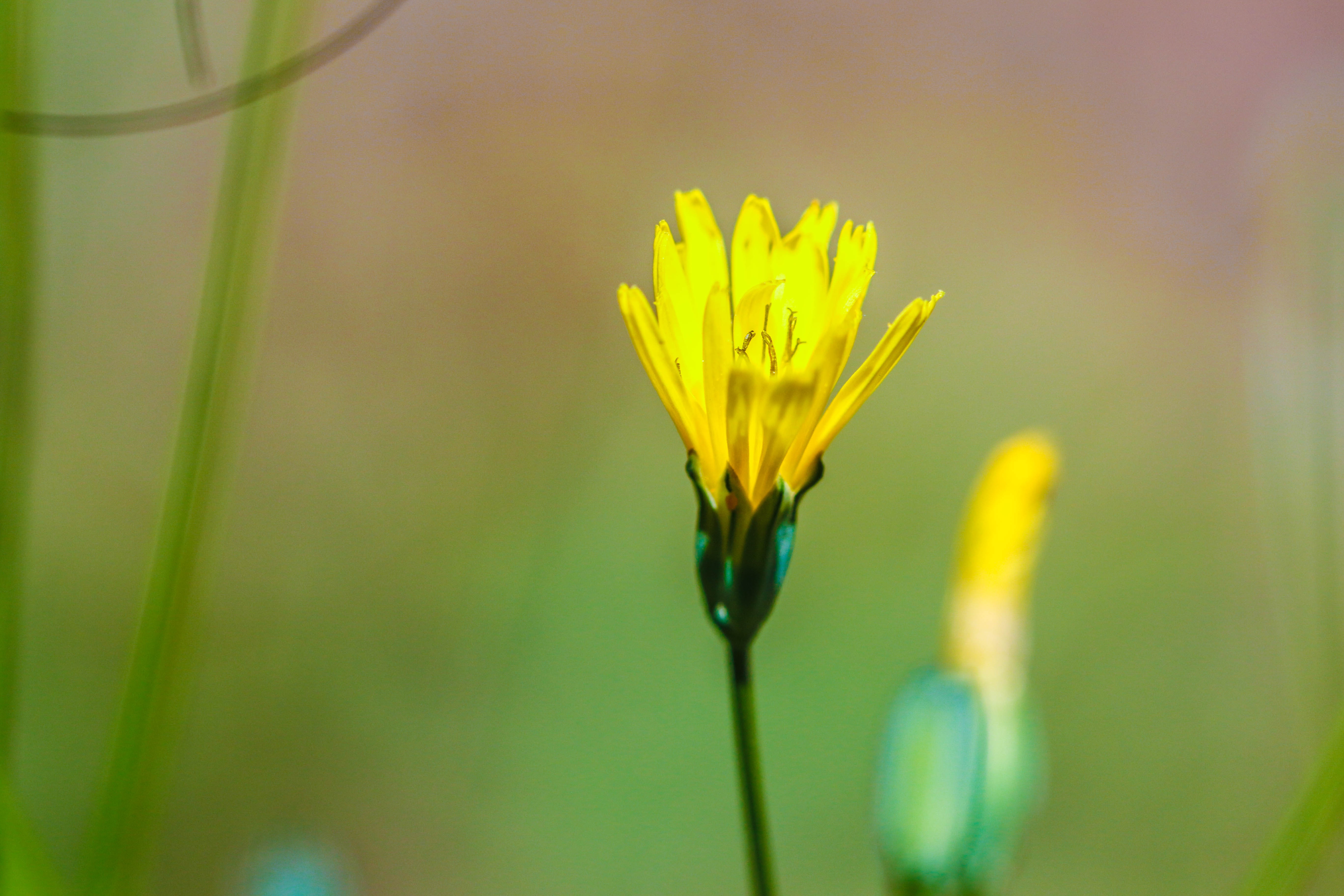 Yellow Flower Green free image download