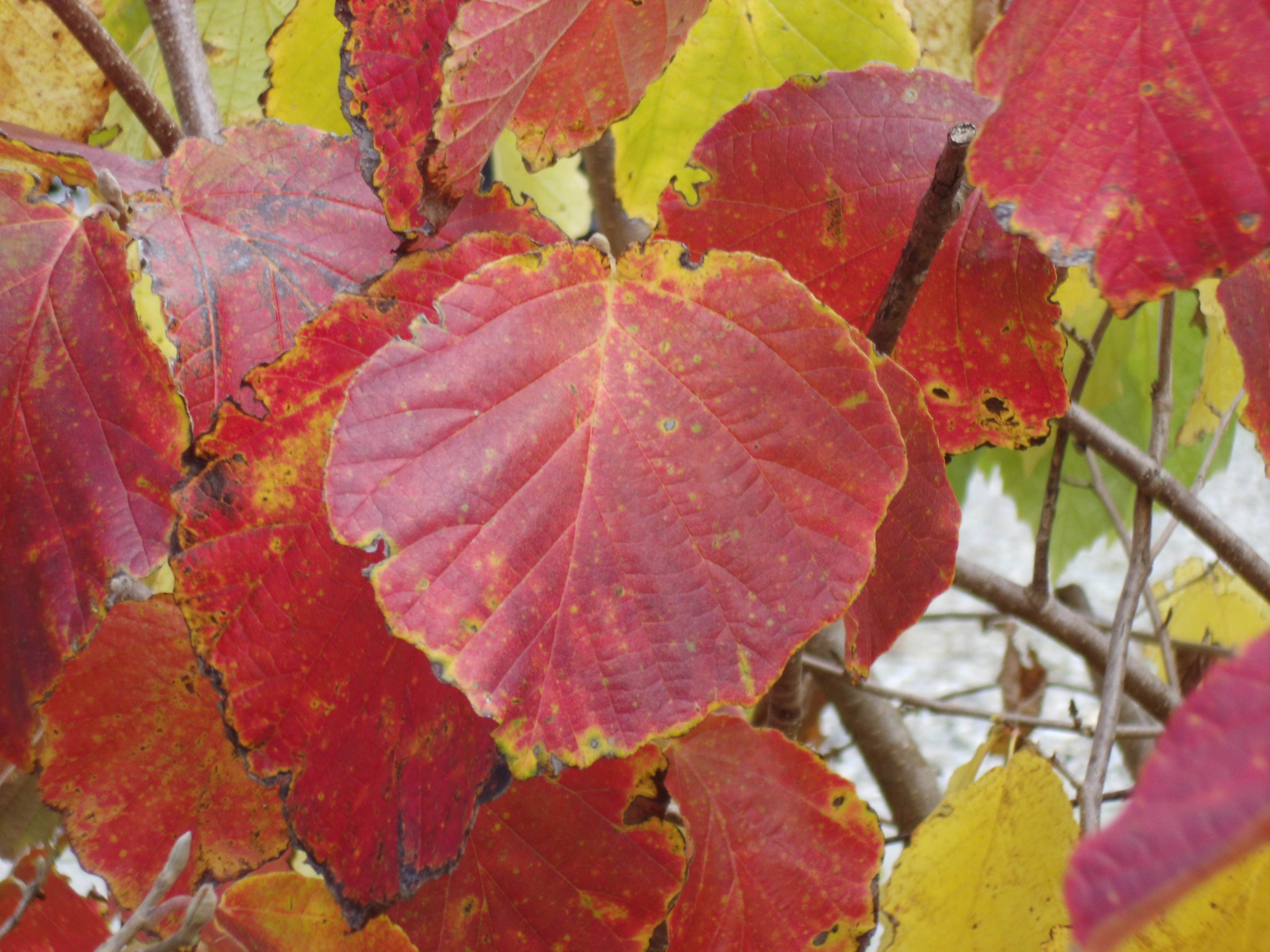 Autumn Leaf Red Hazel free image download